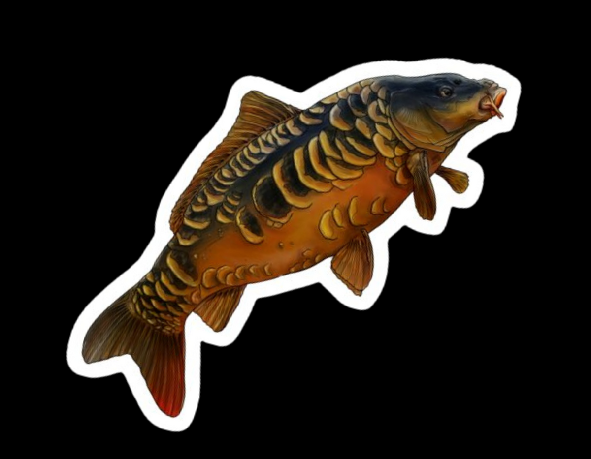 Fully Scale Mirror Carp Sticker – T&T Tackle